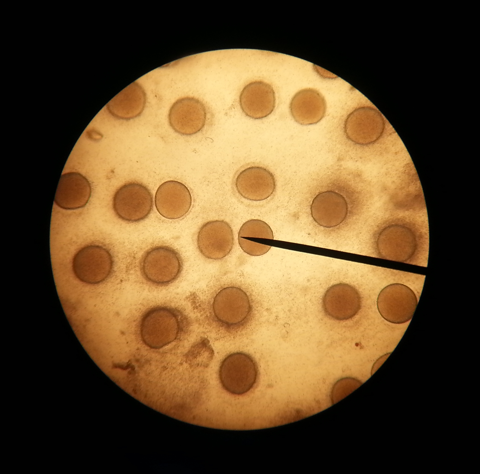 Labs – Ecology & Evolutionary Biology
