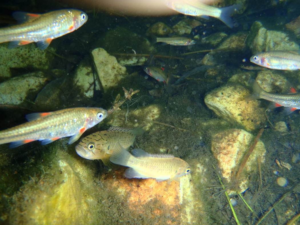 Biodiversity & Systematics Archives - Ecology & Evolutionary Biology