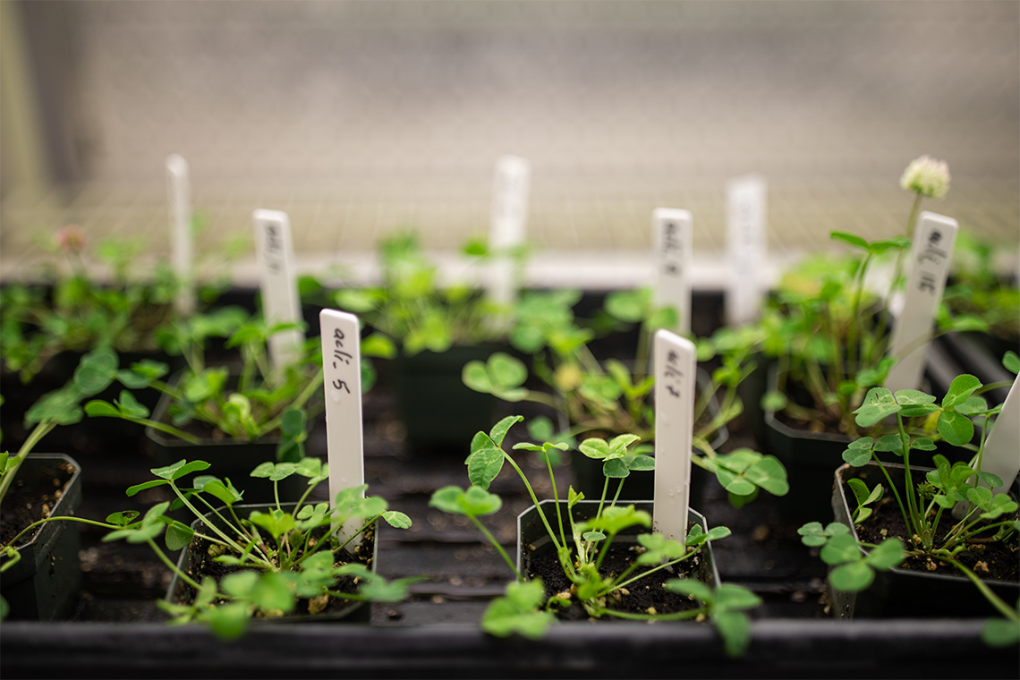 Urbanization is driving the evolution of plants around the world ...