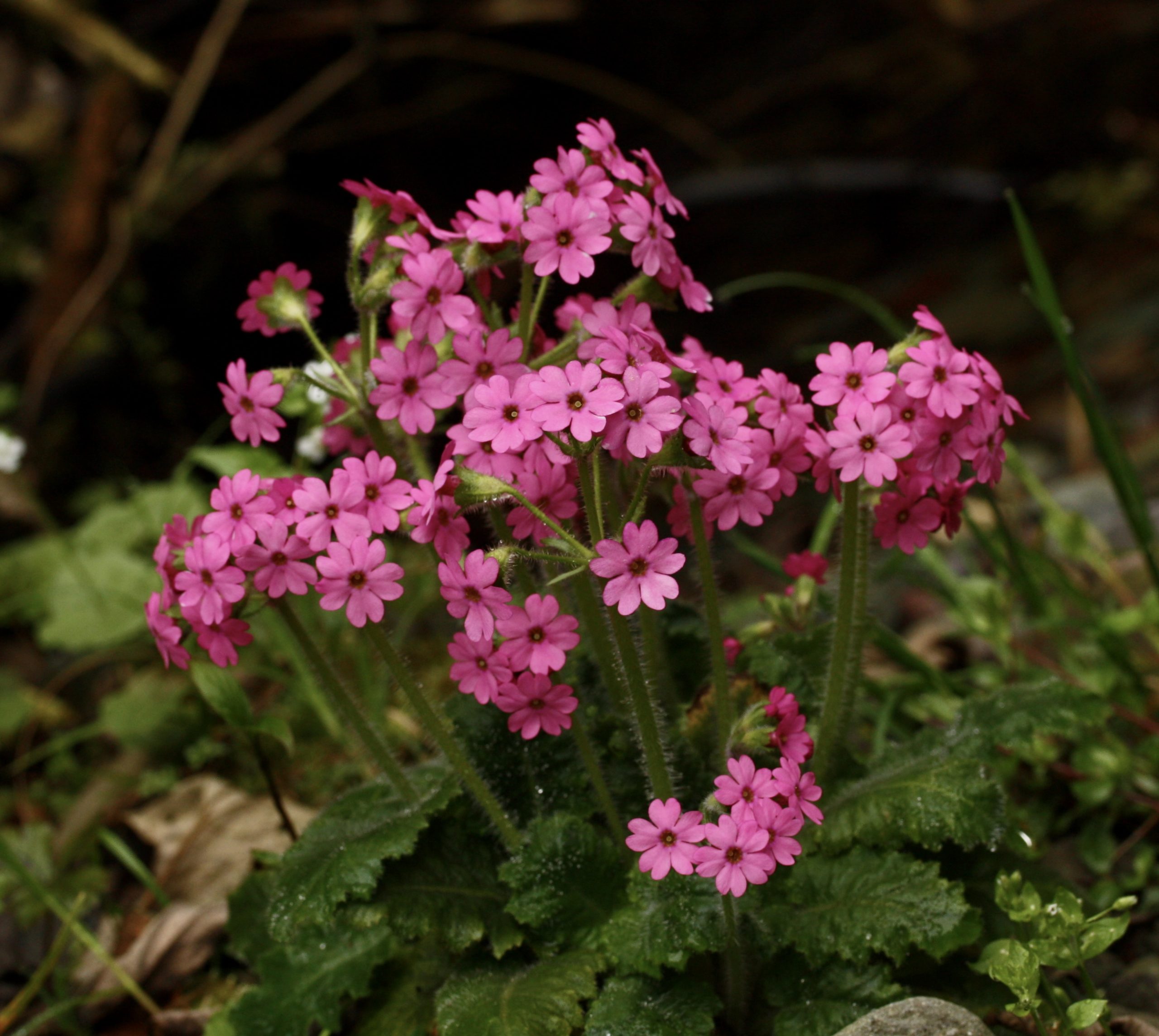 Continuing in the Darwin tradition – Spencer Barrett and mating-system ...